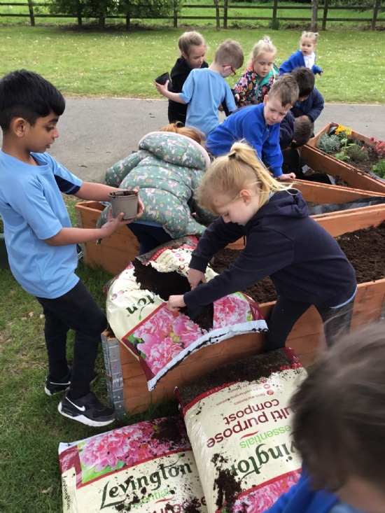 All Saints C of E (VA) Primary School - Planting Project